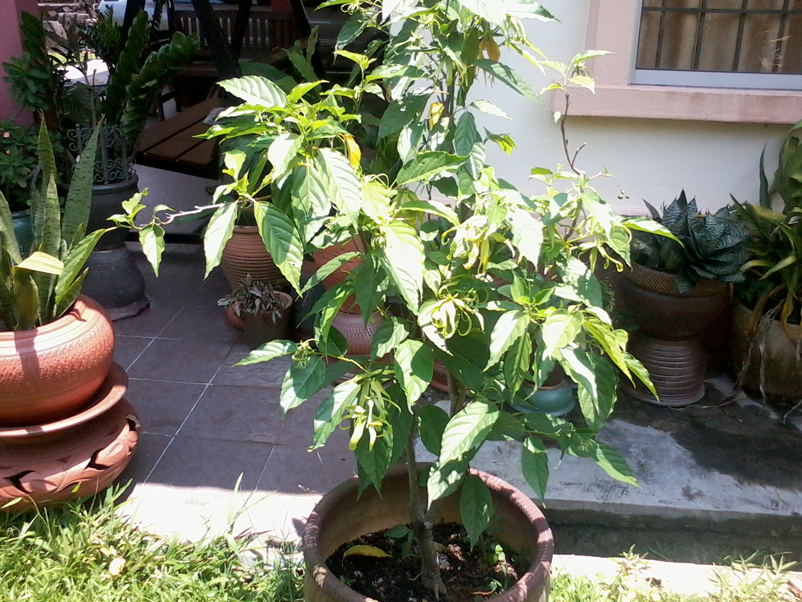 Keringat: Bunga Kenanga